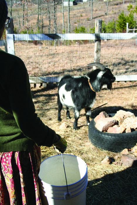 Disbudding Goats and Despurring Roosters - Grit